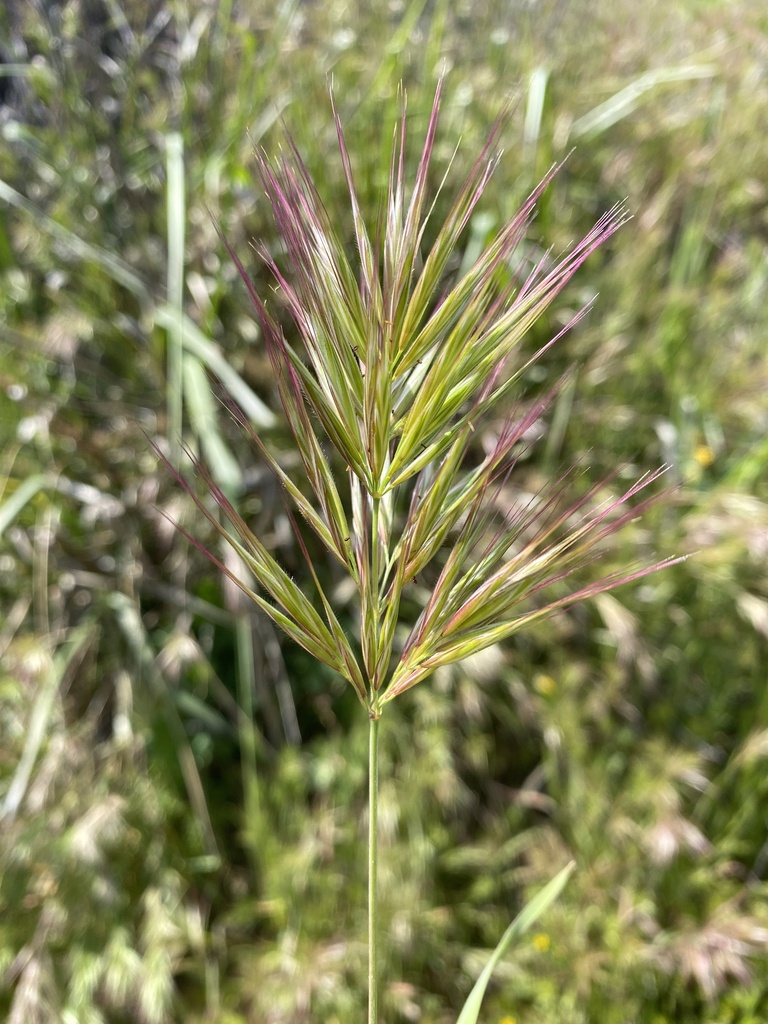 Red Brome from Harford Springs Reserve, Riverside County, US-CA, US on ...
