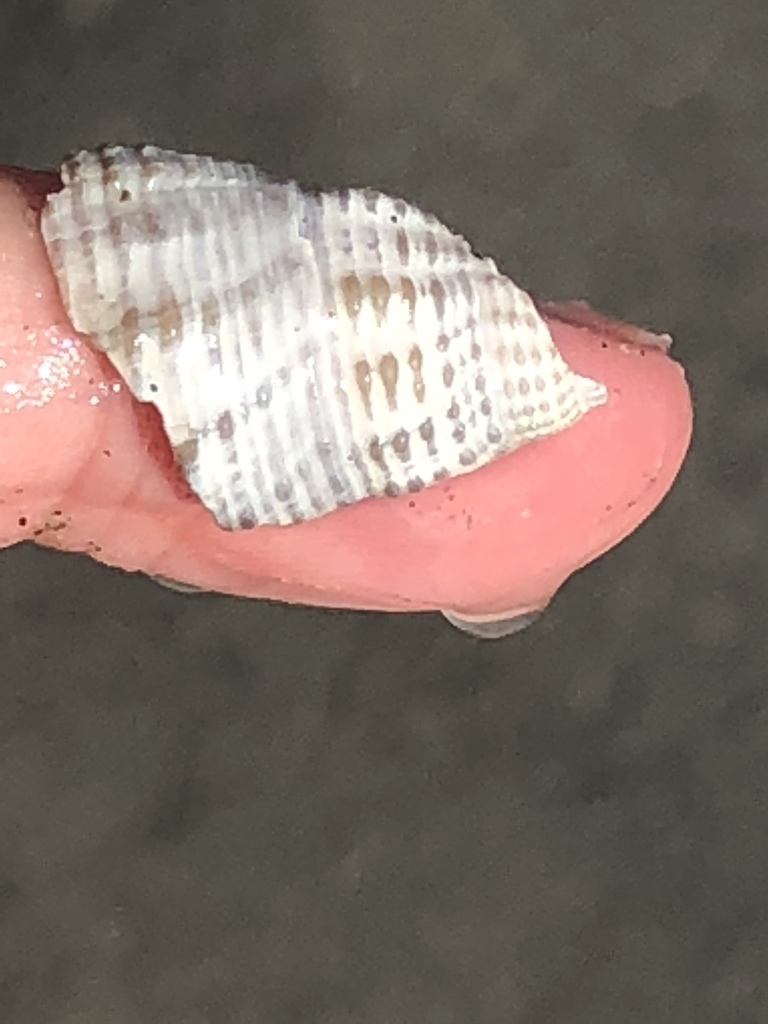Channeled Basket Snail from San Diego County, US-CA, US on 08 October ...