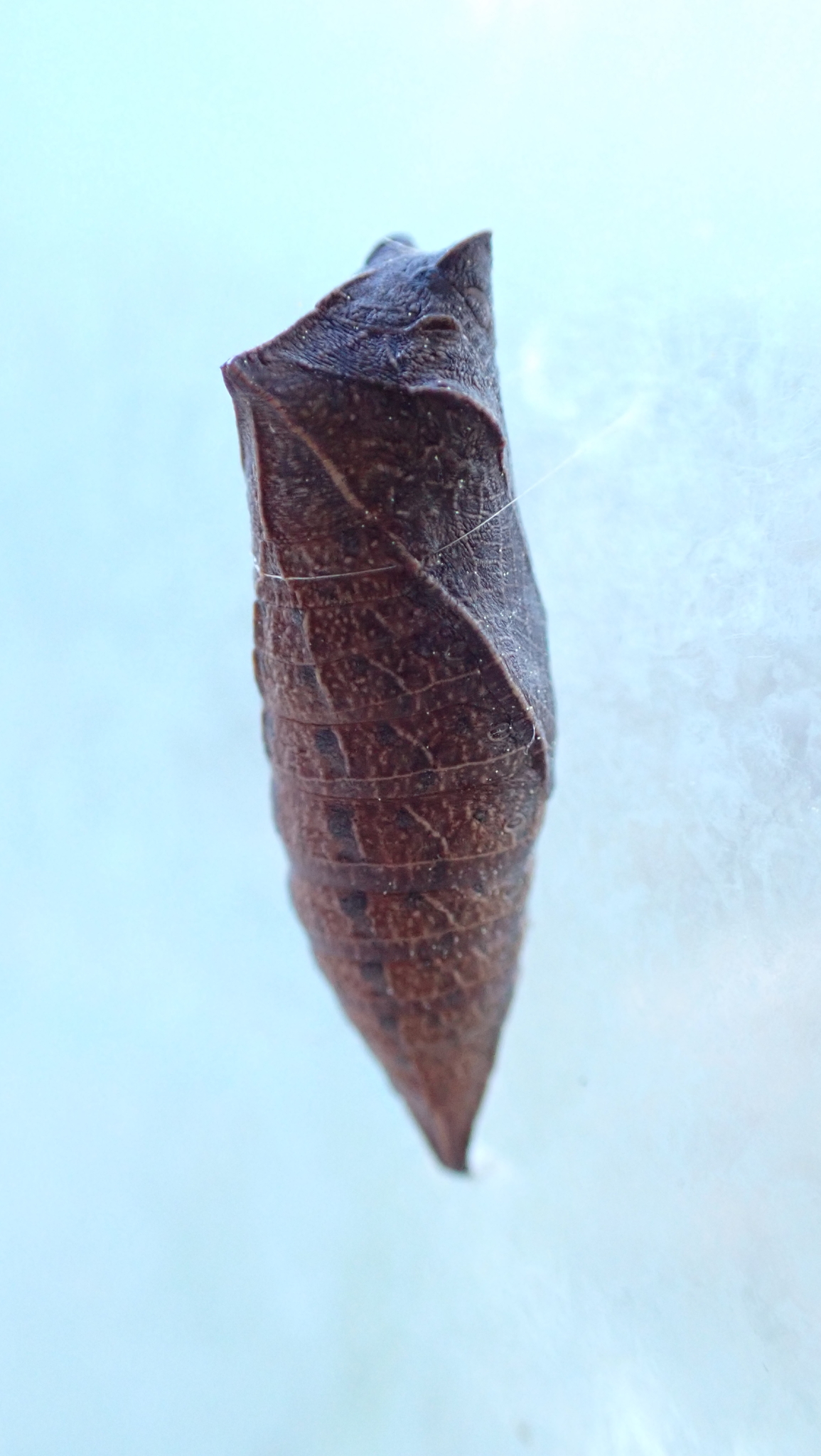 Iphiclides podalirius (Linnaeus, 1758)