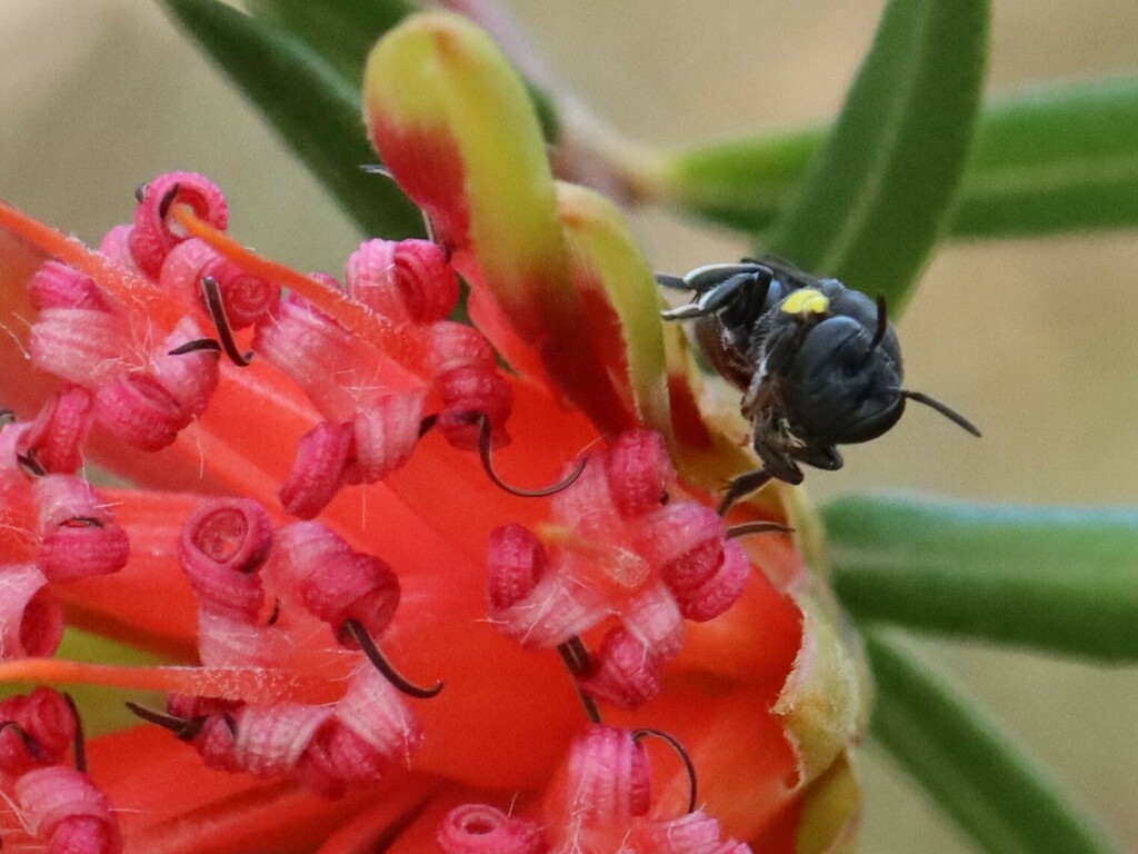 Masked Bees from Sydney NSW, Australia on March 19, 2023 at 11:53 AM by ...