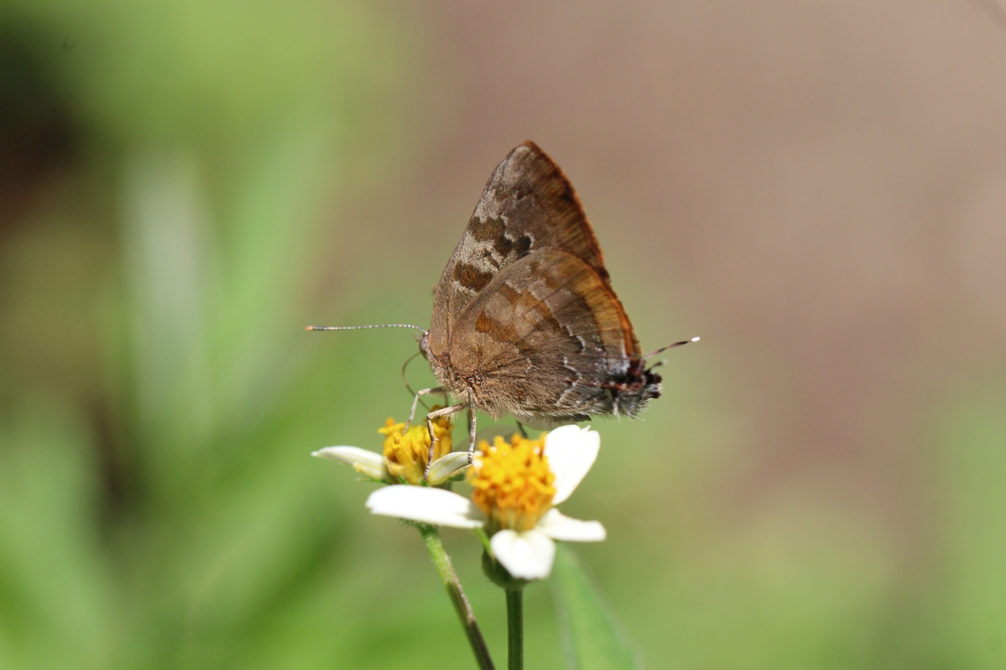 Rekoa palegon (Cramer, 1780)