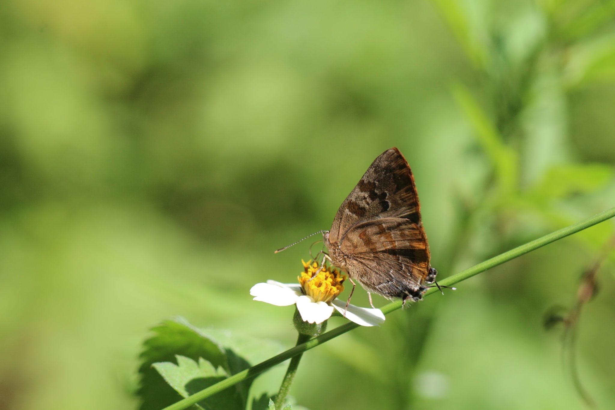 Rekoa palegon (Cramer, 1780)