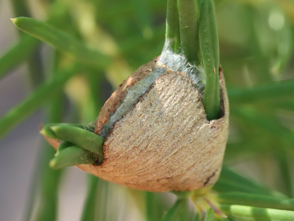 Insects from Sydney NSW, Australia on March 19, 2023 at 12:22 PM by ...