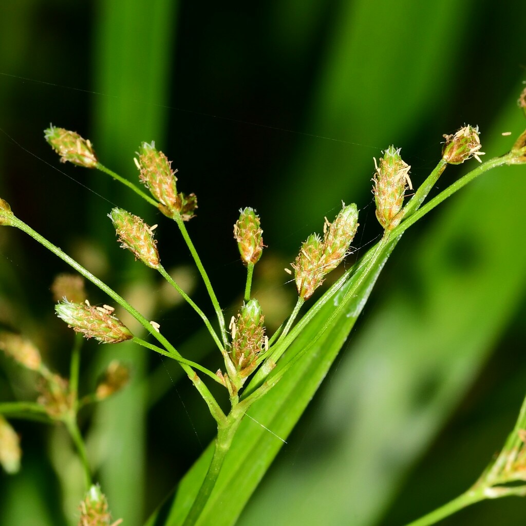 Scirpus lineatus from St. Landry County, US-LA, US on March 25, 2023 at ...