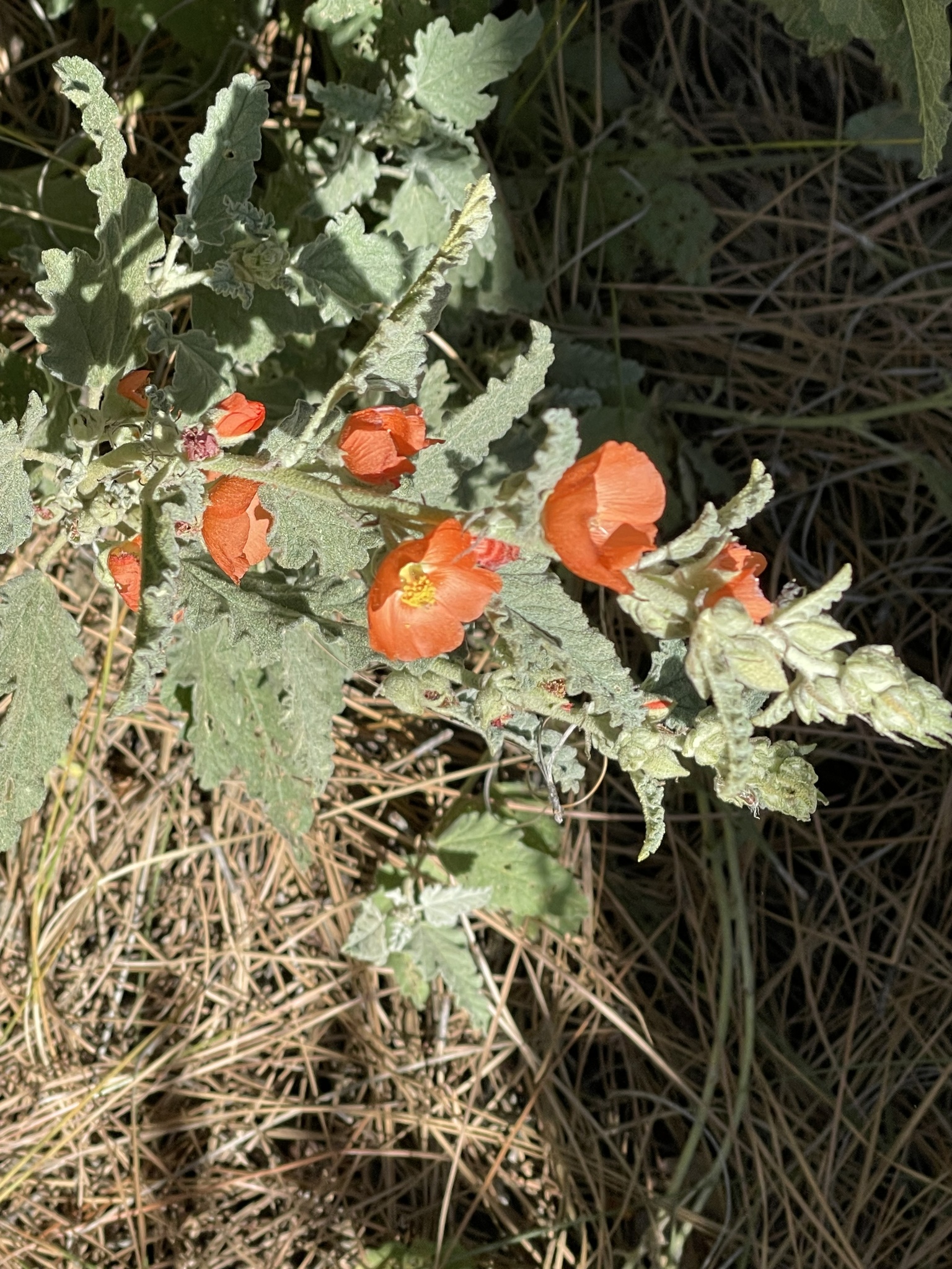 Sphaeralcea hastulata A.Gray