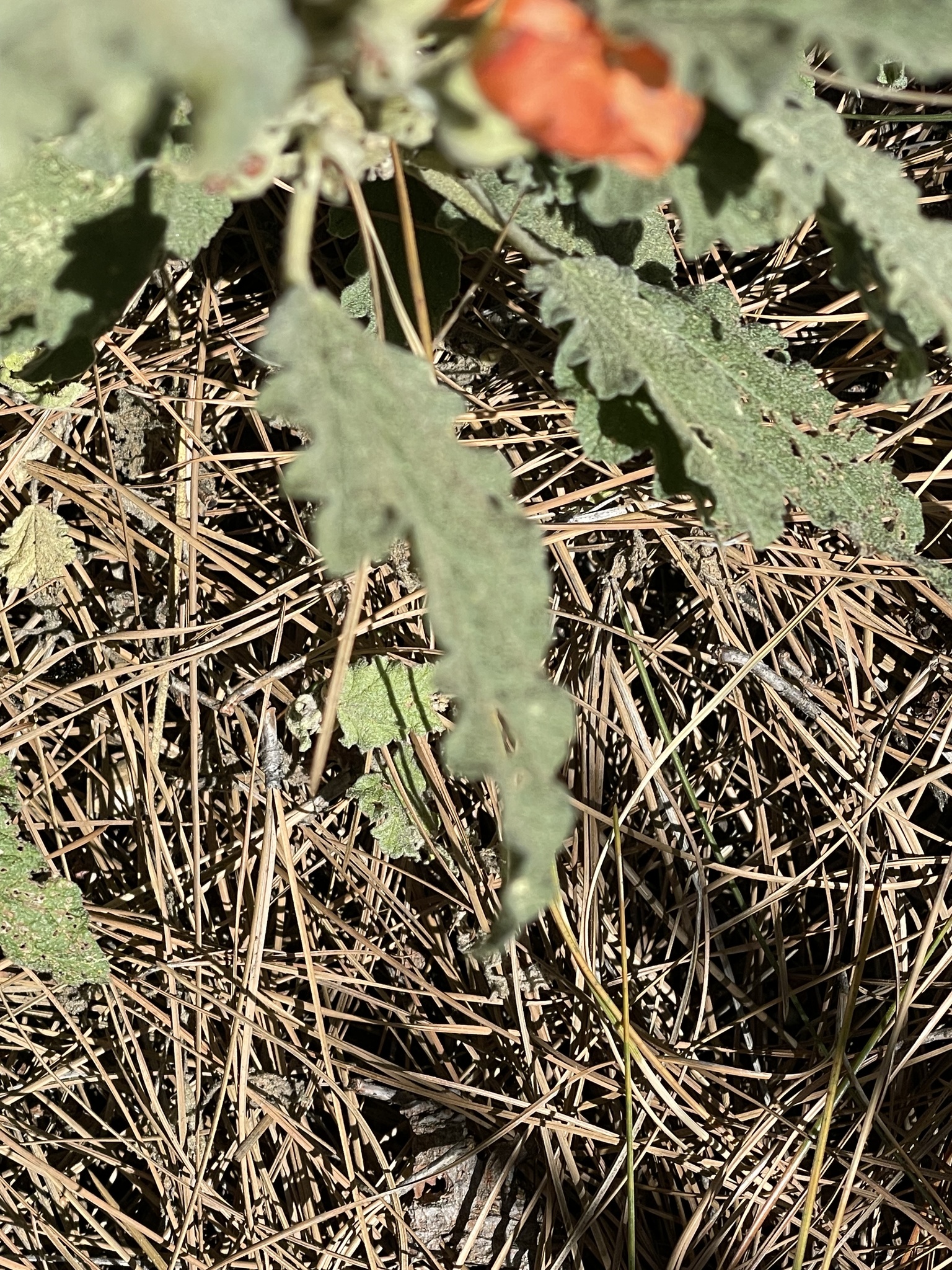 Sphaeralcea hastulata A.Gray