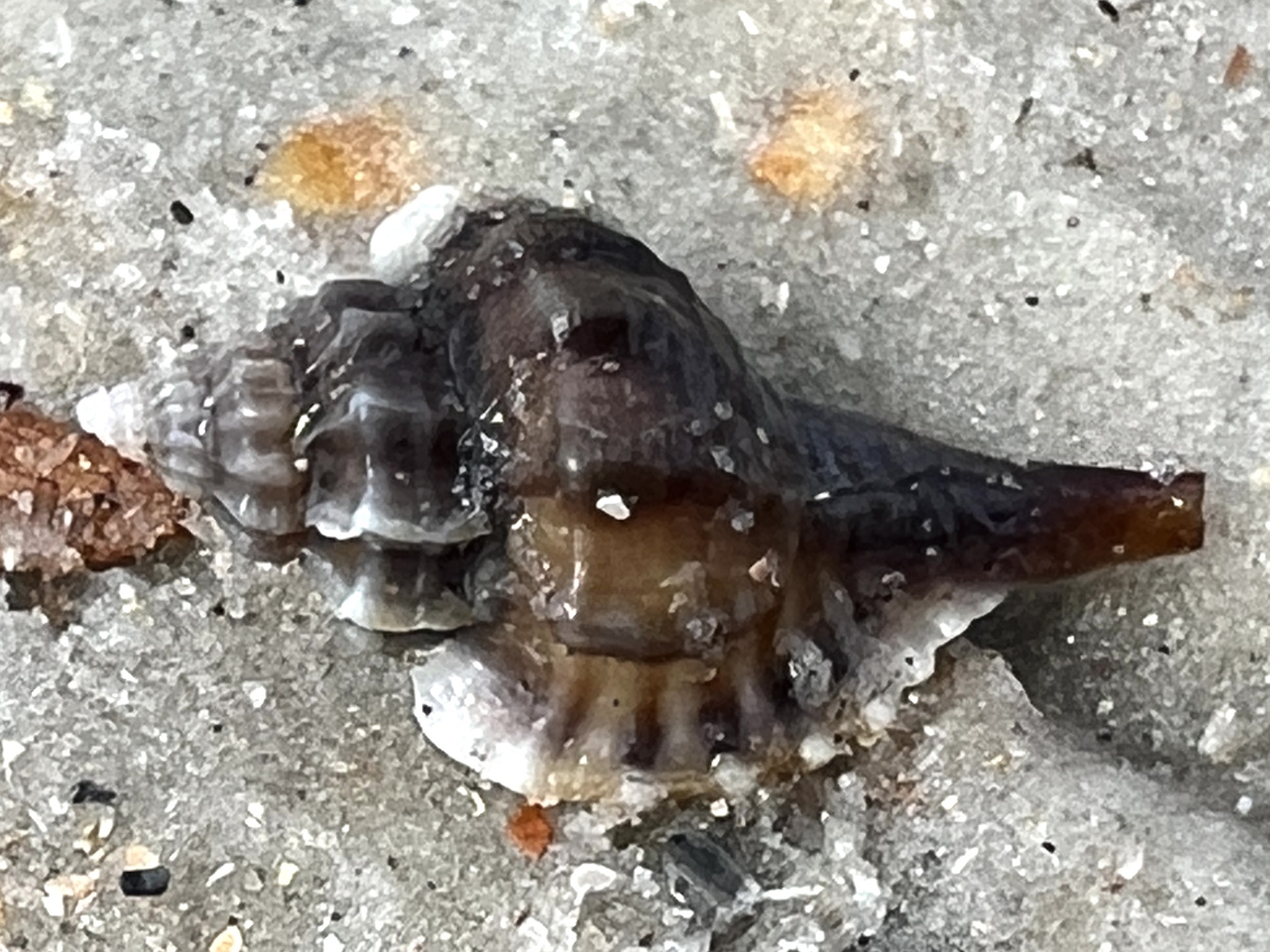 Eupleura caudata (Say, 1822)