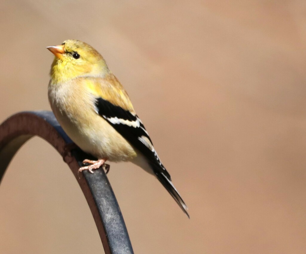American Goldfinch from St. Catharines, ON, Canada on March 26, 2023 at ...