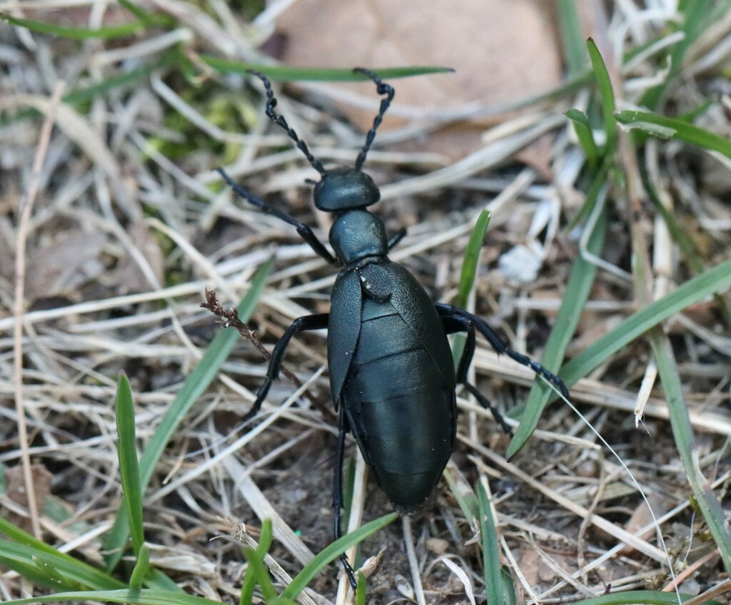 Short-winged Blister Beetle from Windsor, CT, USA on March 26, 2023 at ...