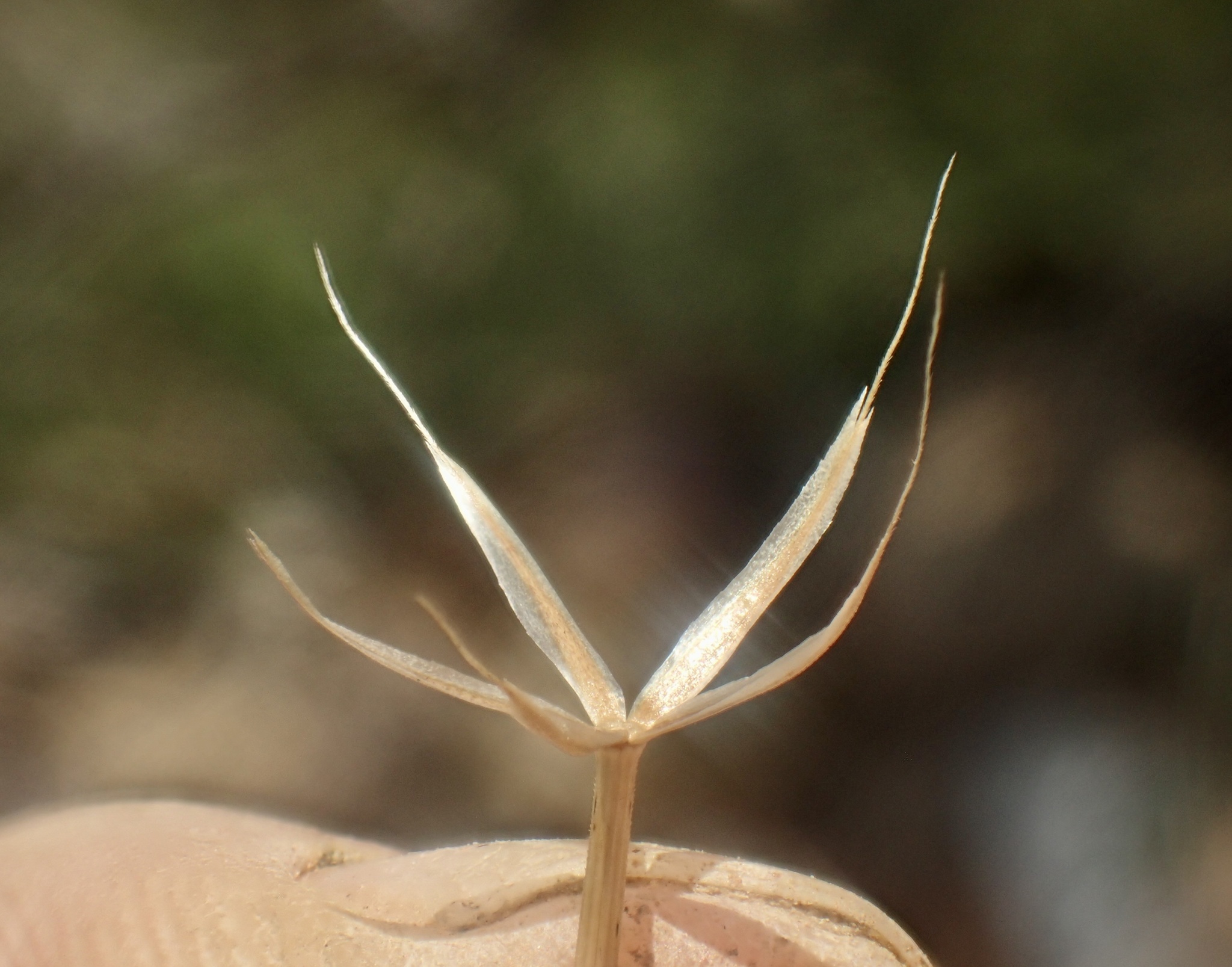 Microseris heterocarpa (Nutt.) K.L.Chambers