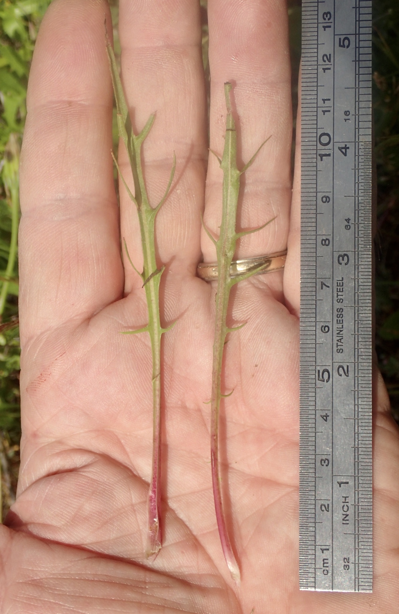 Microseris heterocarpa (Nutt.) K.L.Chambers