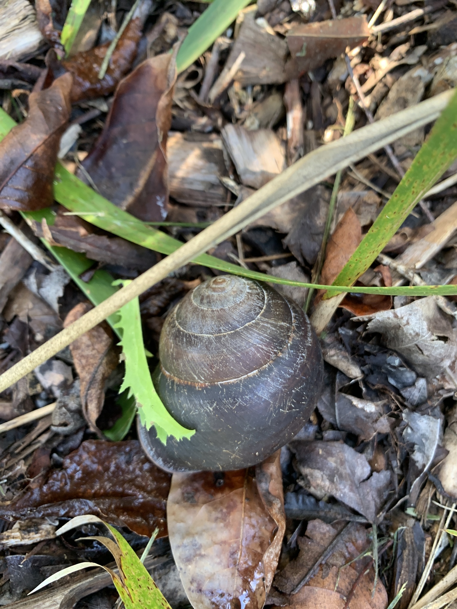 Sphaerospira Mörch, 1867