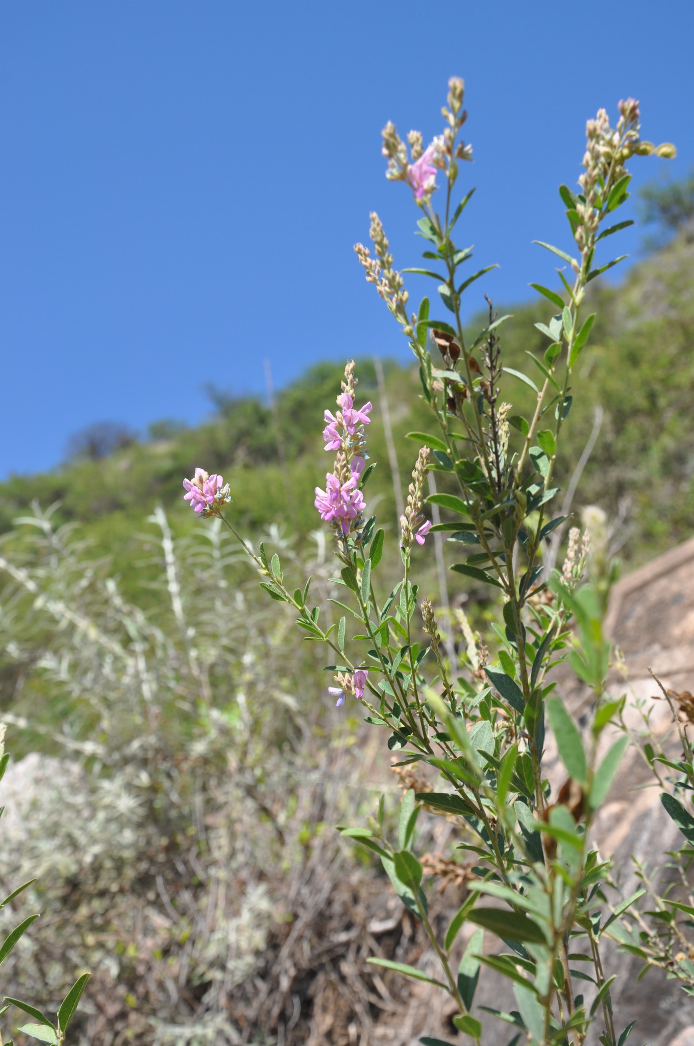 Desmodium cuneatum Hook. & Arn.