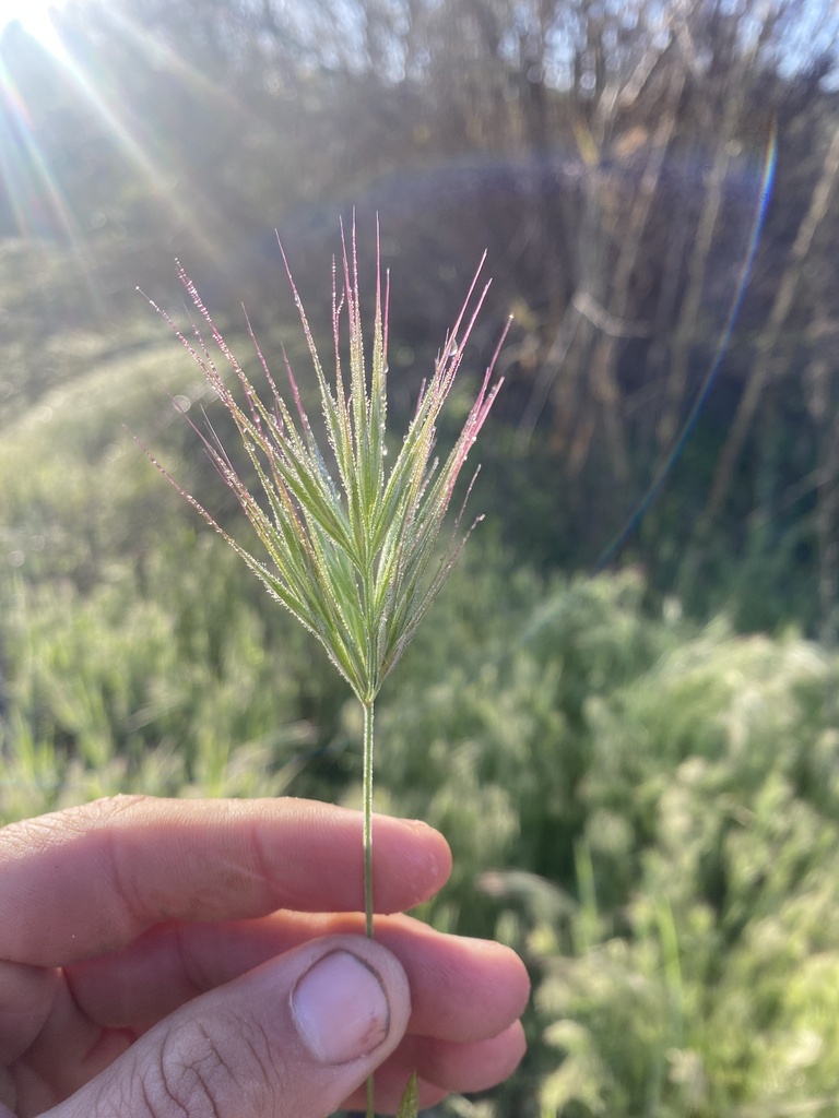 Red Brome from Santa Ana River Wildlife Management Area, Jurupa Valley ...