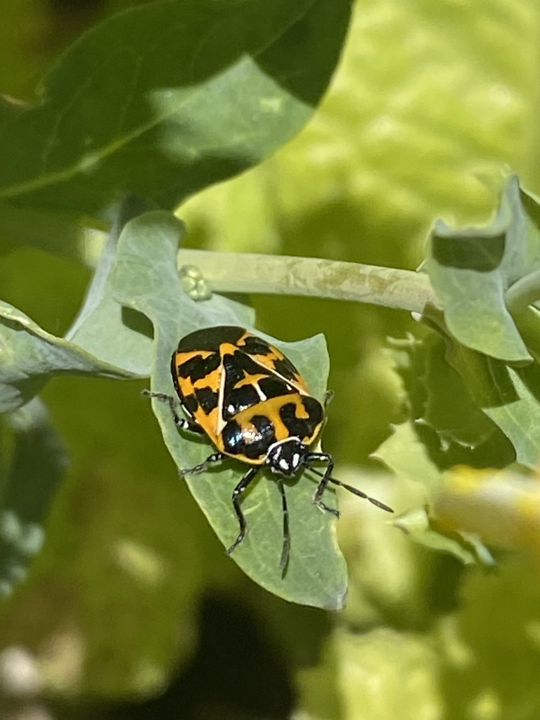 Harlequin Bug from The University of Arizona, Tucson, AZ, US on March ...