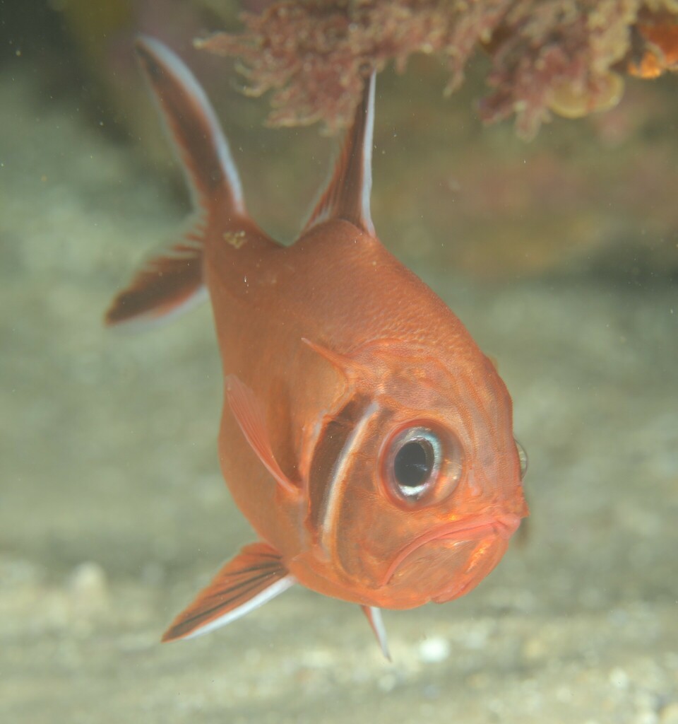 Southern Roughy from 1 Bower Ln, Manly NSW 2095, Australia on March 26 ...