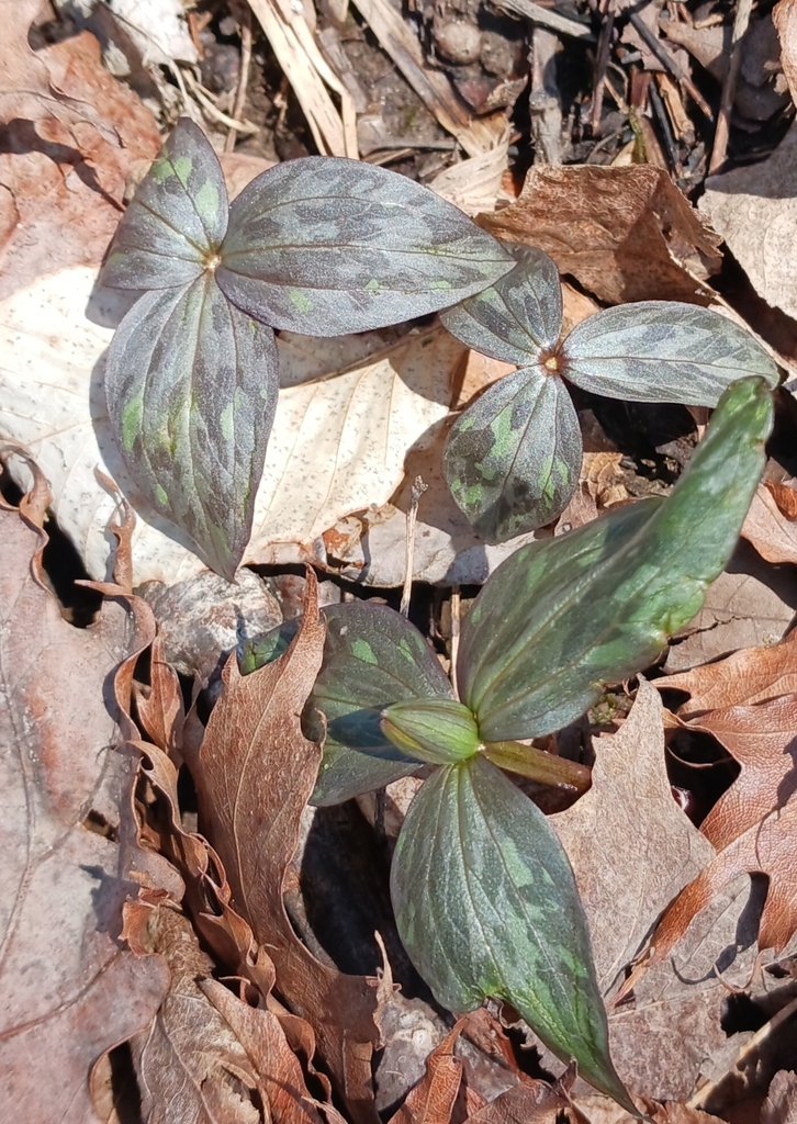 prairie trillium from Indianapolis, Indiana 46216, États-Unis on March ...