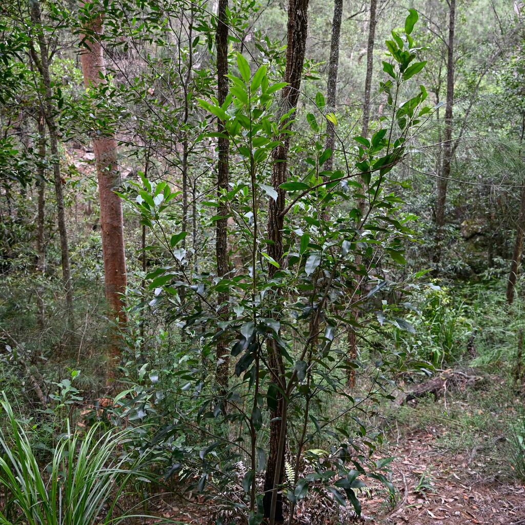 coachwood from Hornsby - North, New South Wales, Australia on March 22 ...