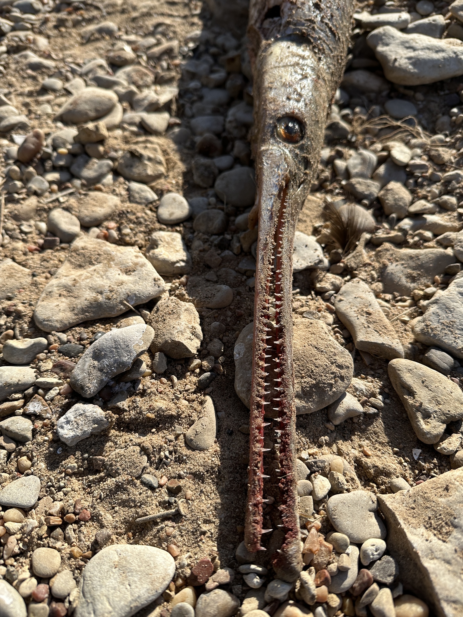 Lepisosteus osseus (Linnaeus, 1758)