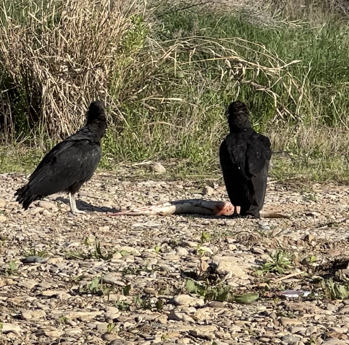 Lepisosteus osseus (Linnaeus, 1758)