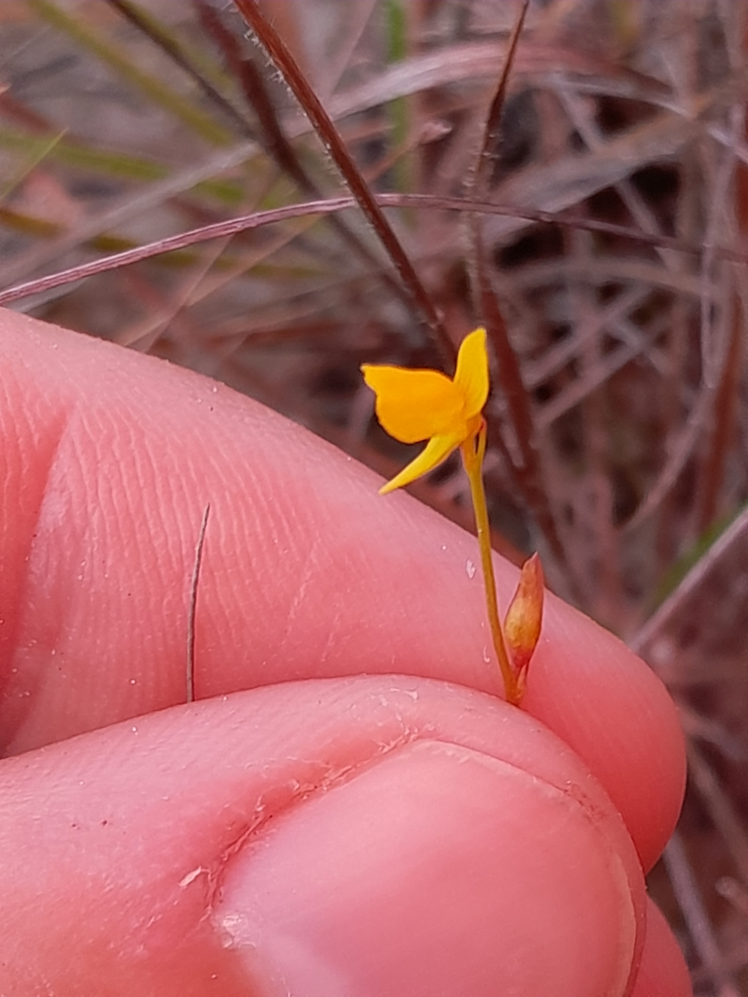 Utricularia adpressa Salzm. ex A.St.-Hil. & Girard
