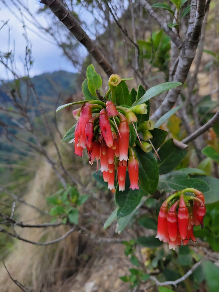 Macleania rupestris from San José, San Antonio, Costa Rica on March 26 ...