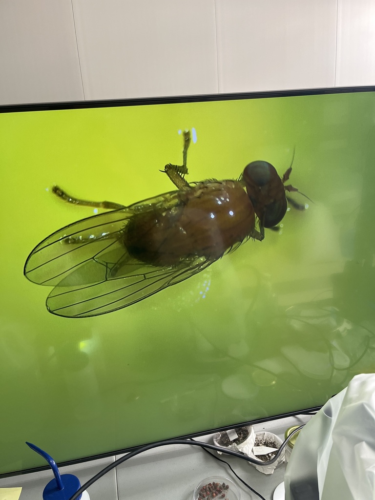 Acalyptrate Flies from University of Guam, Mangilao, Guam, US on March ...