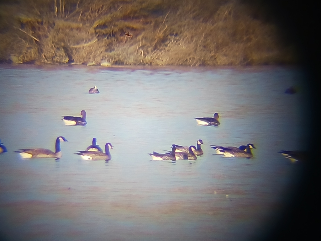Small Cackling Goose from Burbank, WA 99323, USA on March 26, 2023 at ...