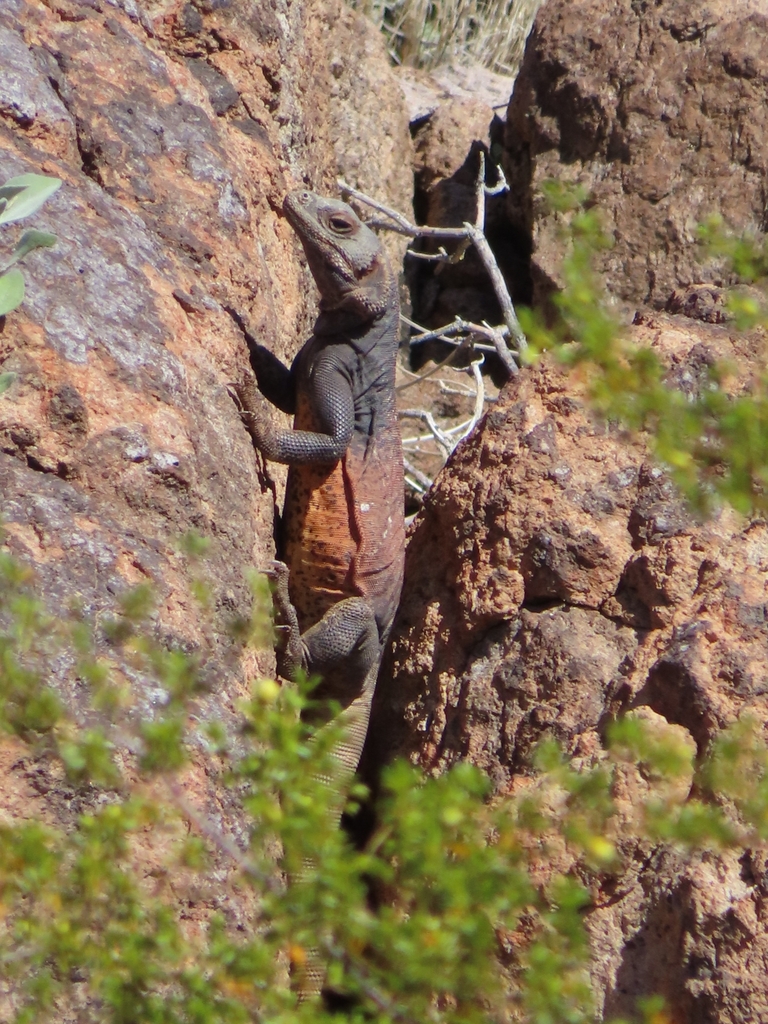 Common Chuckwalla from Maricopa County, AZ, USA on March 26, 2023 at 10 ...