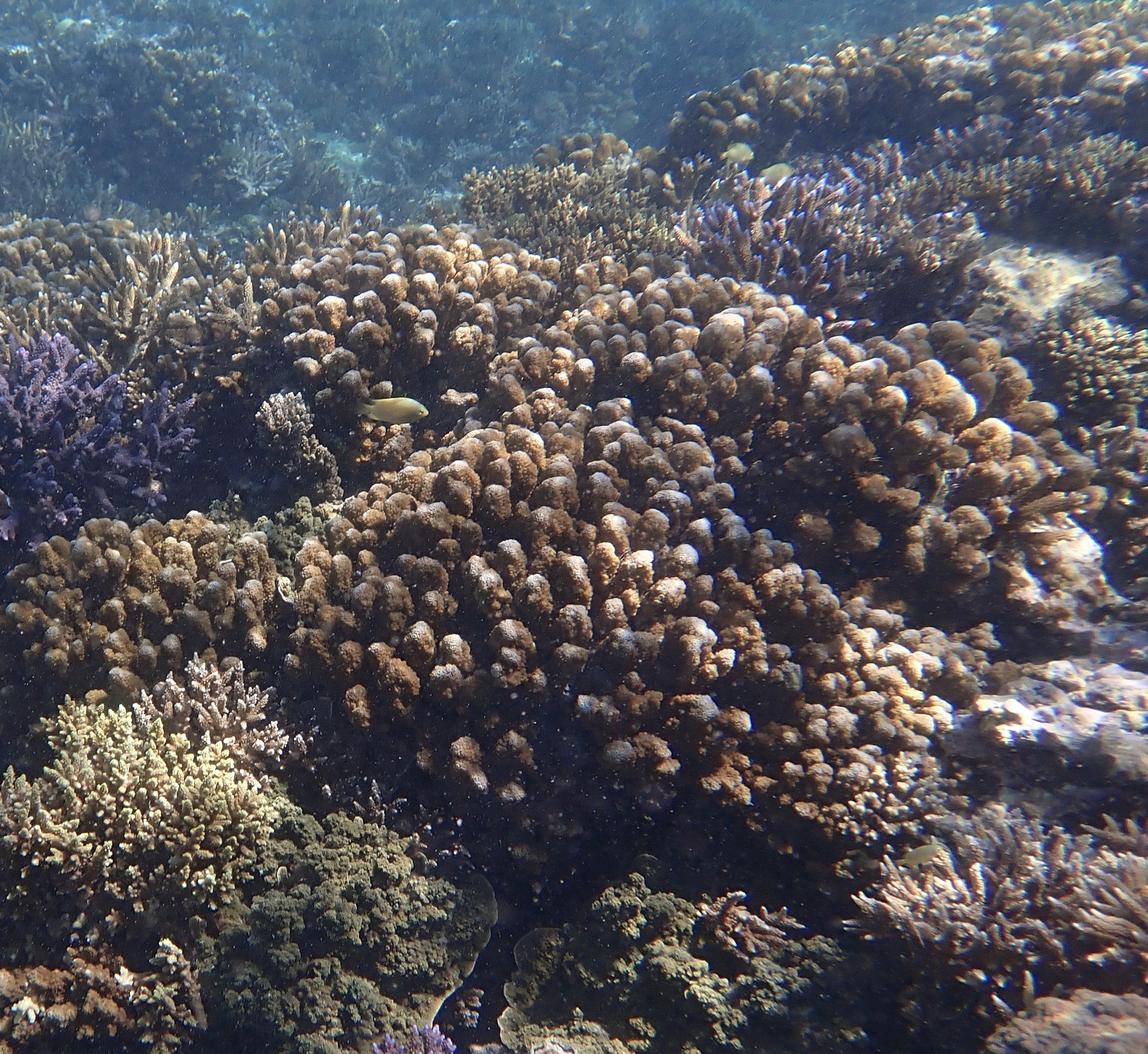 Isopora palifera (Lamarck, 1816)