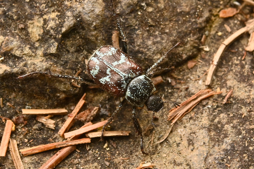 Hoplia shirozui · iNaturalist