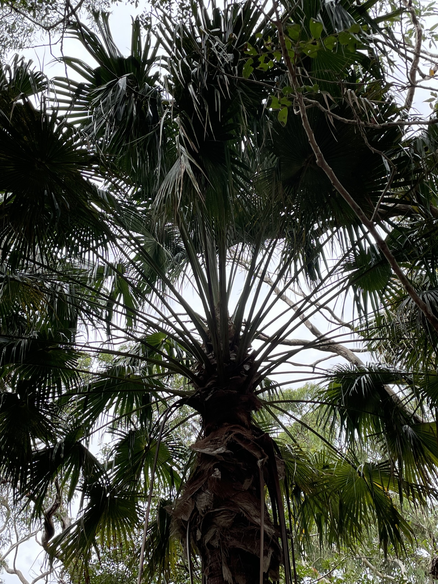 Livistona australis (R.Br.) Mart.