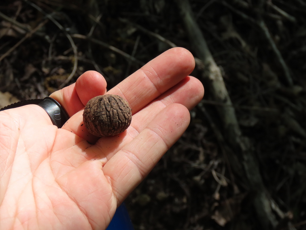 Little Walnut from Travis County, TX, USA on March 25, 2023 at 03:28 PM ...