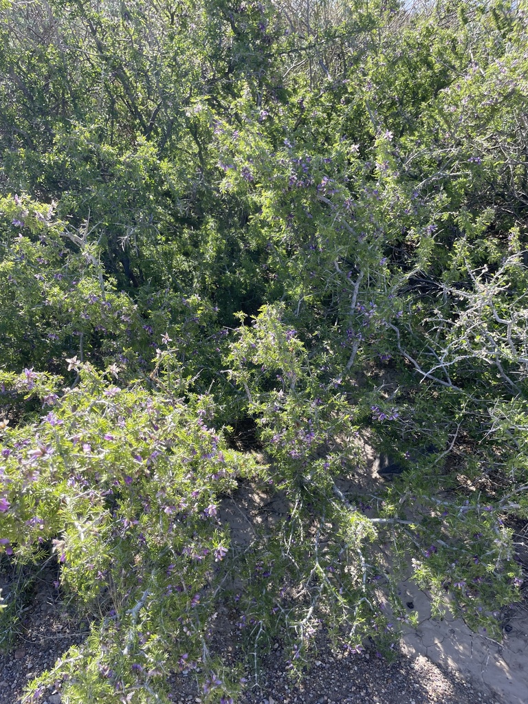 Texas lignum-vitae from Big Bend National Park, Terlingua, TX, US on ...
