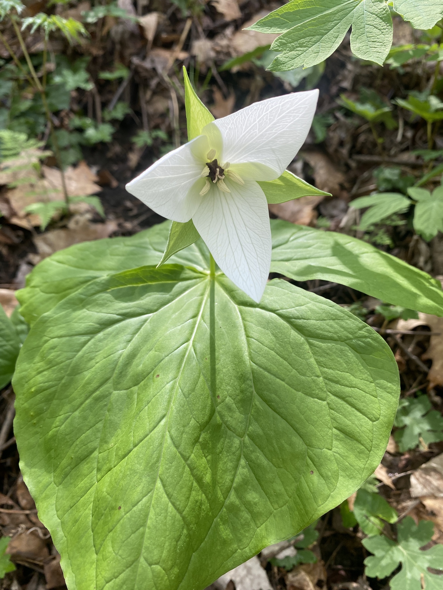 Trillium simile Gleason