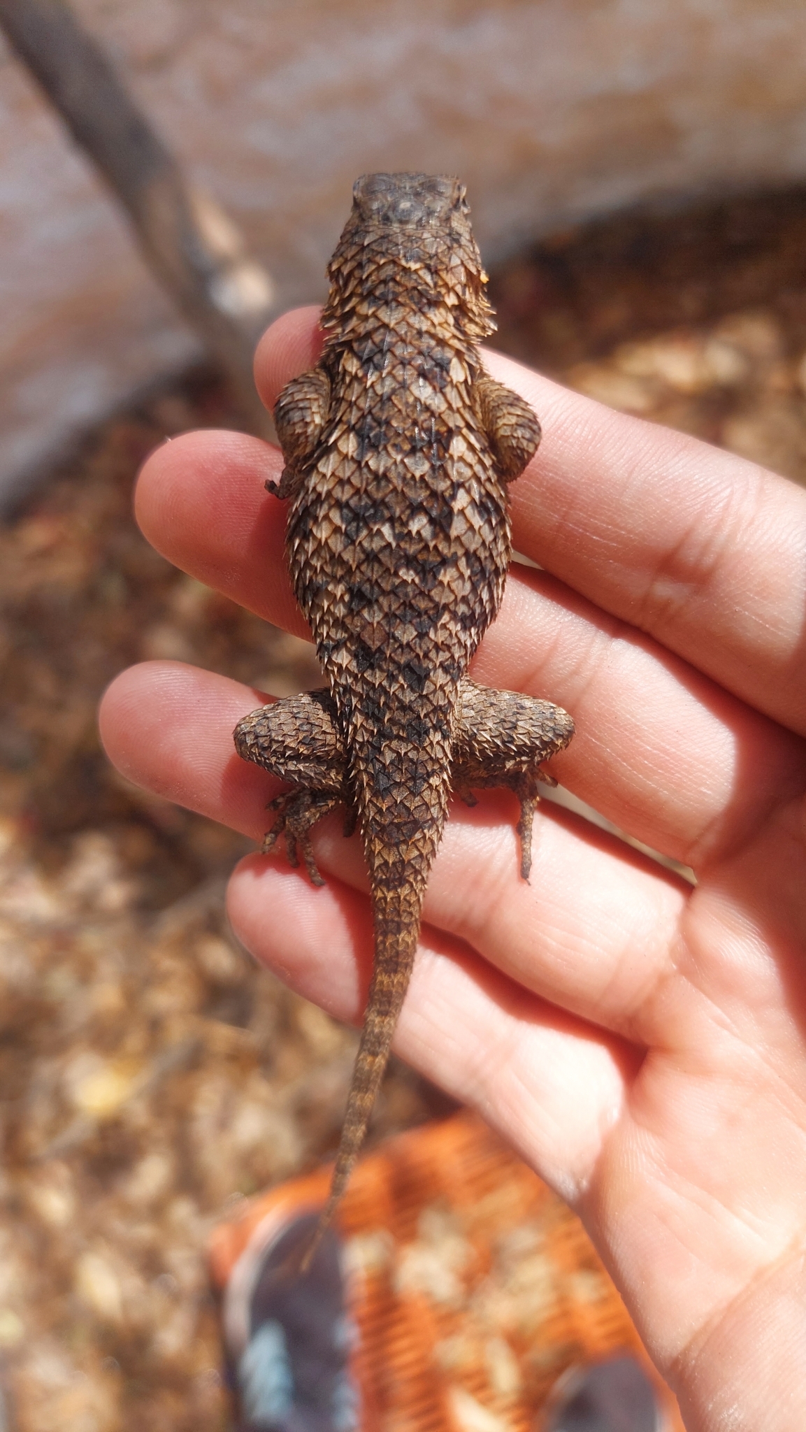 Sceloporus spinosus Wiegmann, 1828