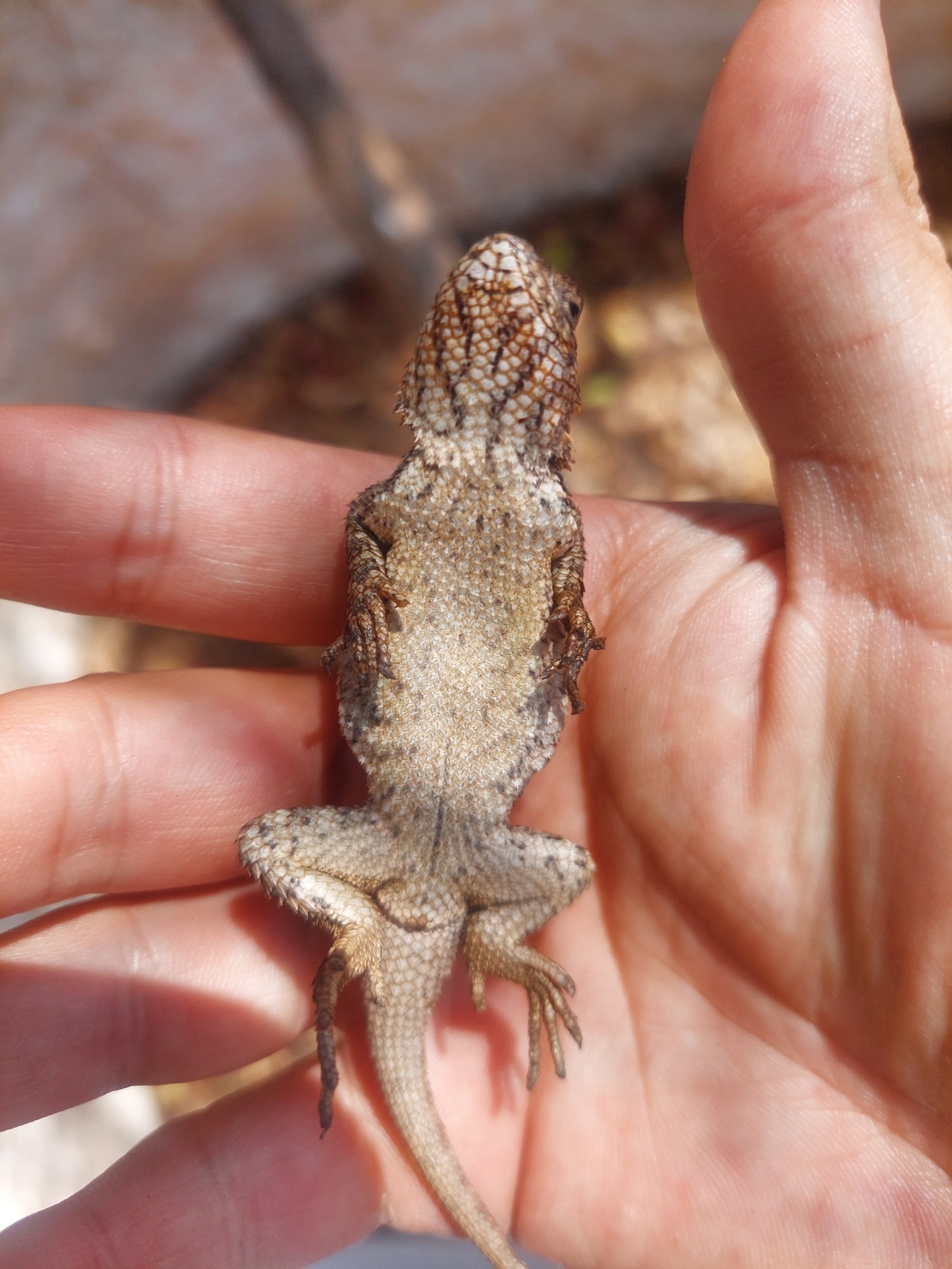 Sceloporus spinosus Wiegmann, 1828