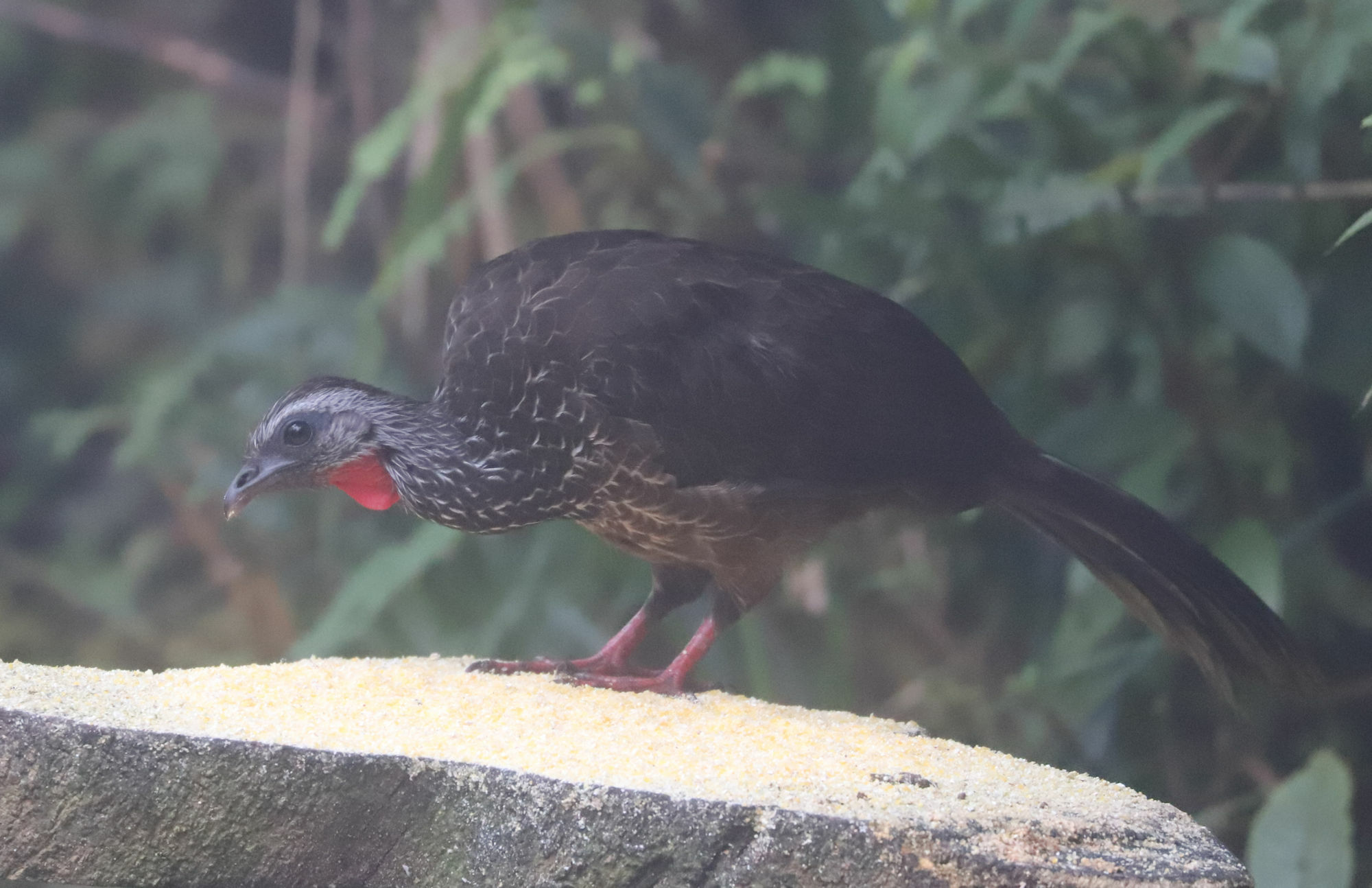 Penelope barbata Chapman, 1921