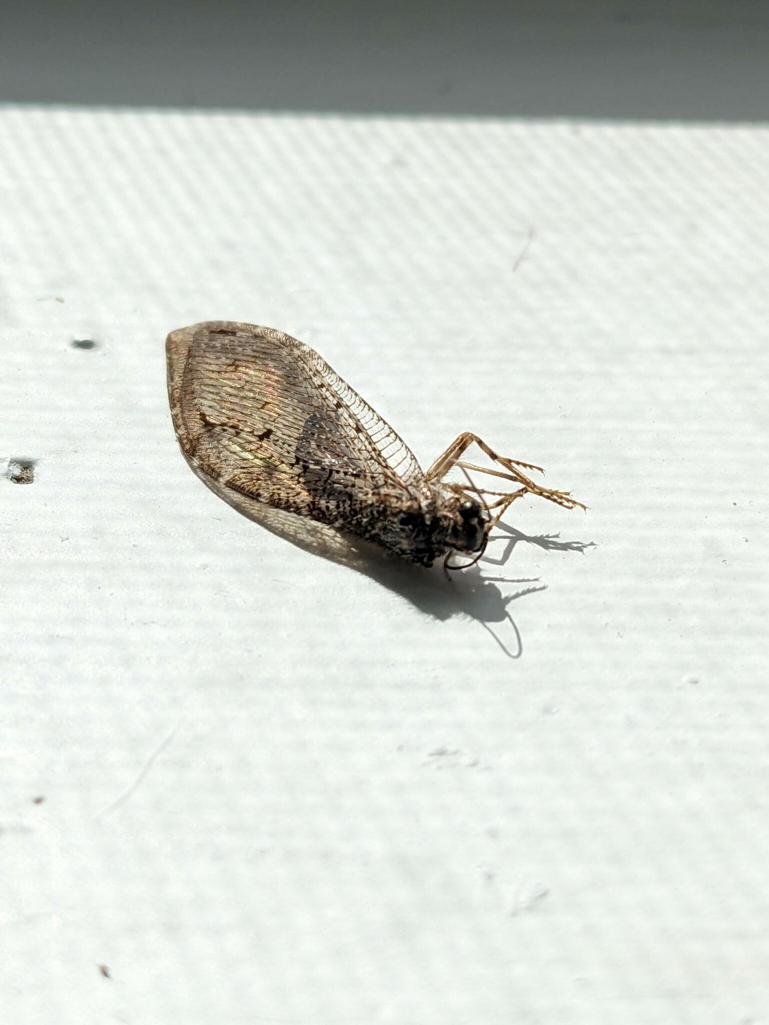 Polystoechotes punctata (Fabricius, 1793)