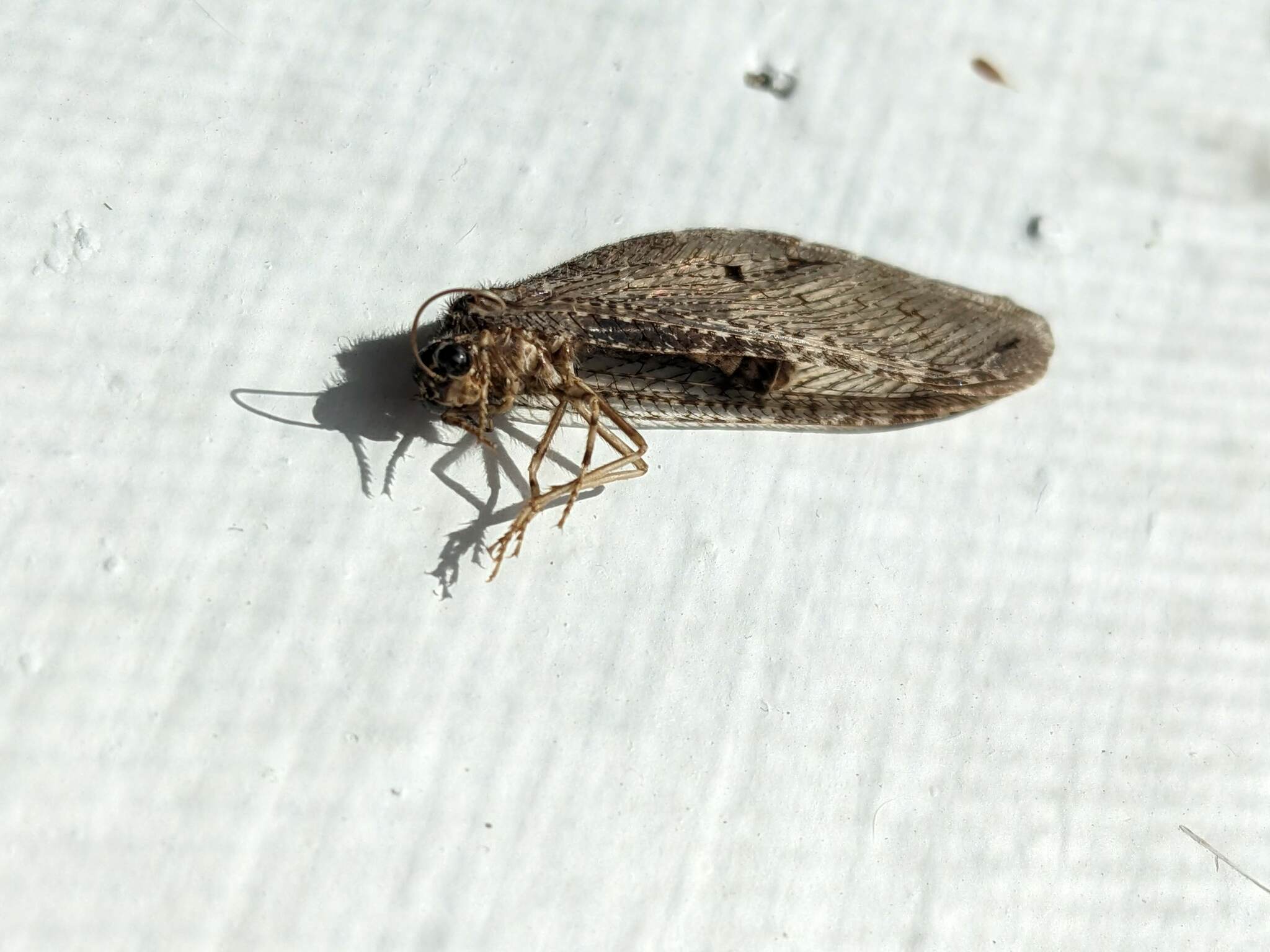 Polystoechotes punctata (Fabricius, 1793)