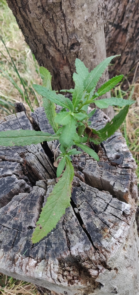 Scented Groundsel from Strathmiglo Ct/Allambanan Dr, Bayswater North ...