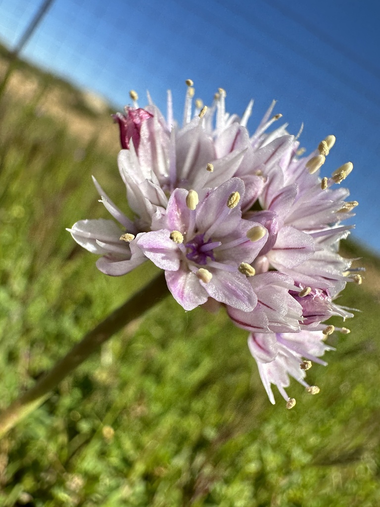 Allium howellii howellii from Fresno, California, United States on ...
