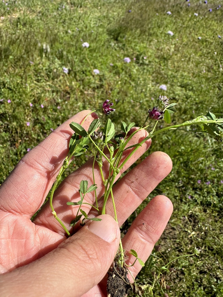 cowbag clover from Fresno, California, United States on March 24, 2023 ...