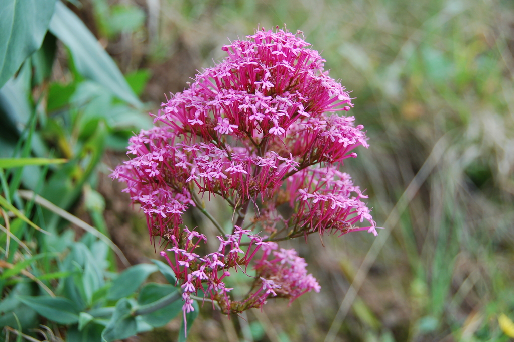 Valerians and Allies (Valerianaceae (Valerian) of the Pacific Northwest ...