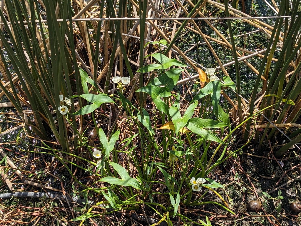 Giant Arrowhead from 20000 Maldonado Department, Uruguay on March 8 ...