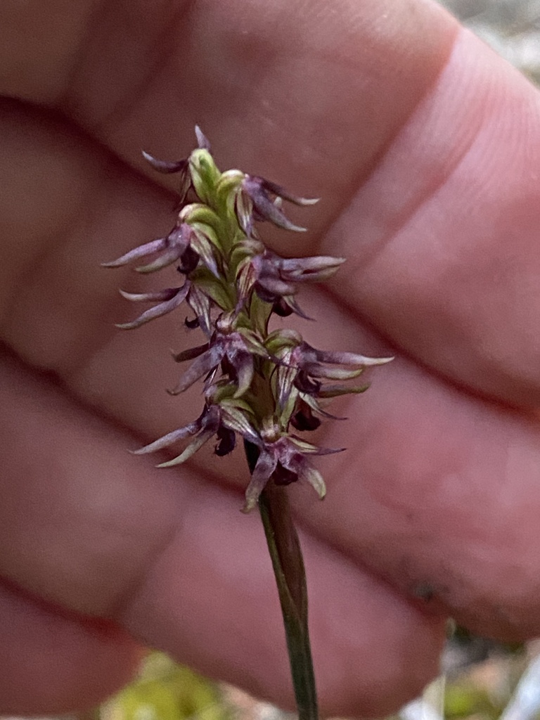 Genoplesium archeri from Derinya Dr, Frankston South, VIC, AU on March ...