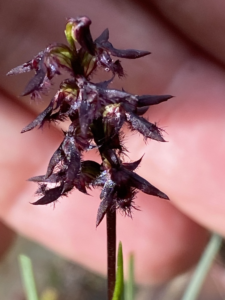 Bearded midge-orchid from Great Otway National Park, Anglesea, VIC, AU ...