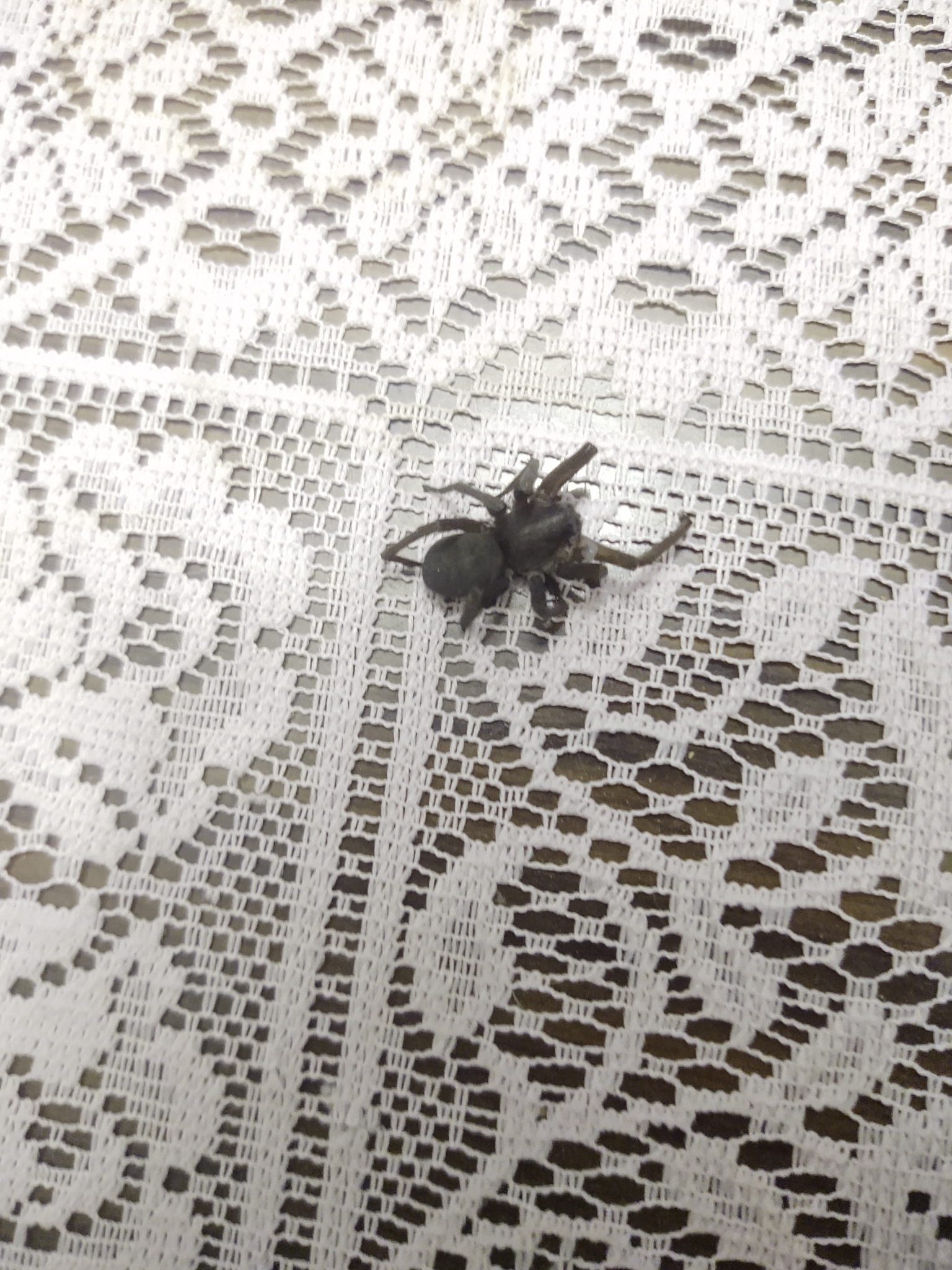 Zorocrates fuscus Simon, 1888