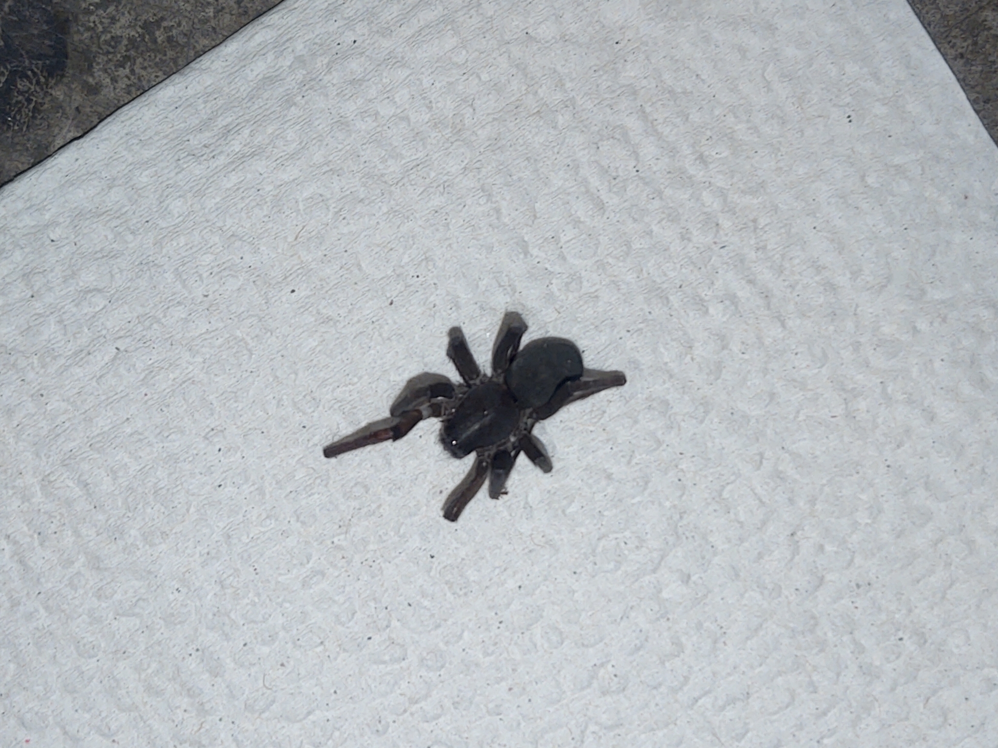 Zorocrates fuscus Simon, 1888