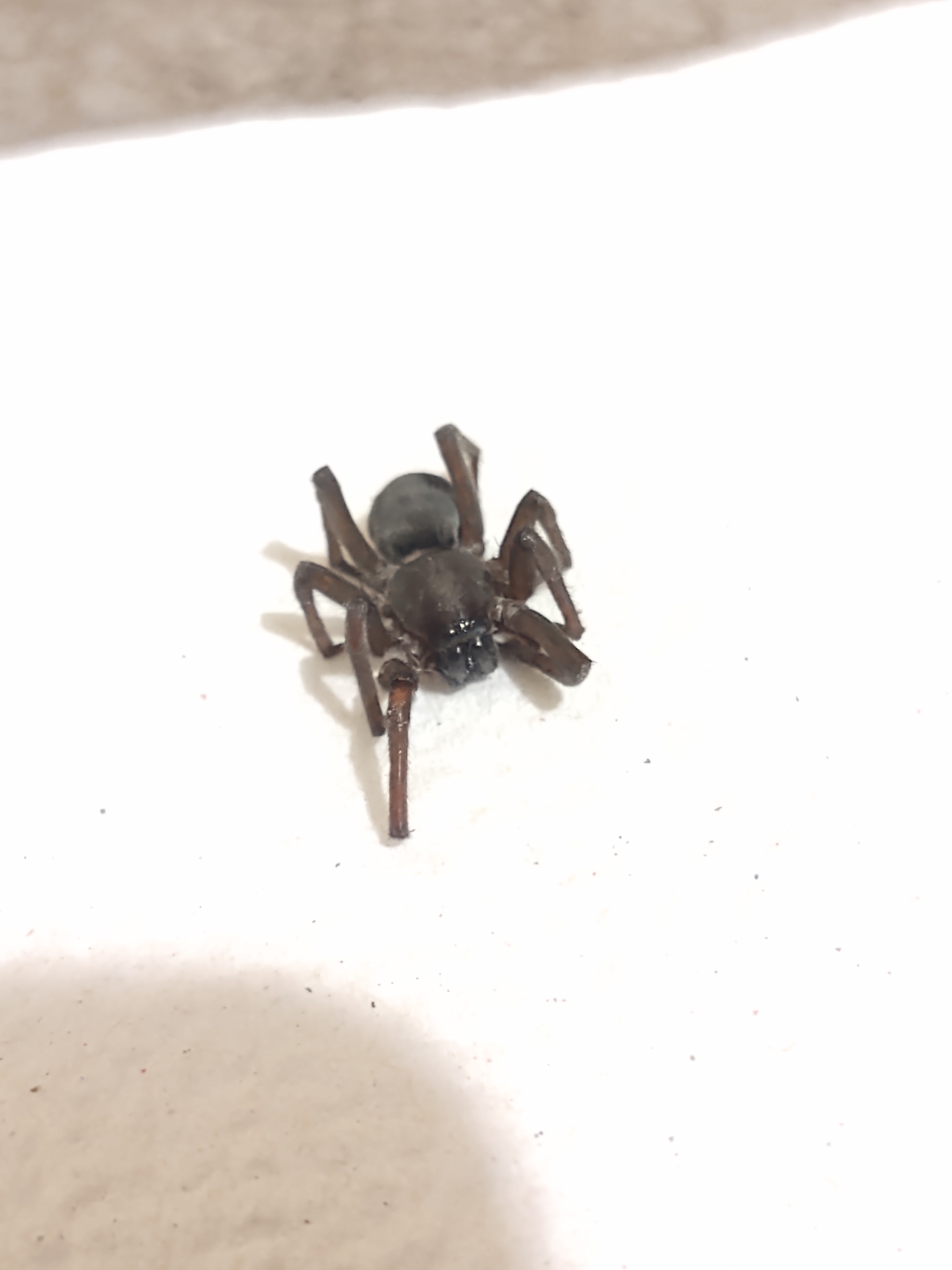 Zorocrates fuscus Simon, 1888